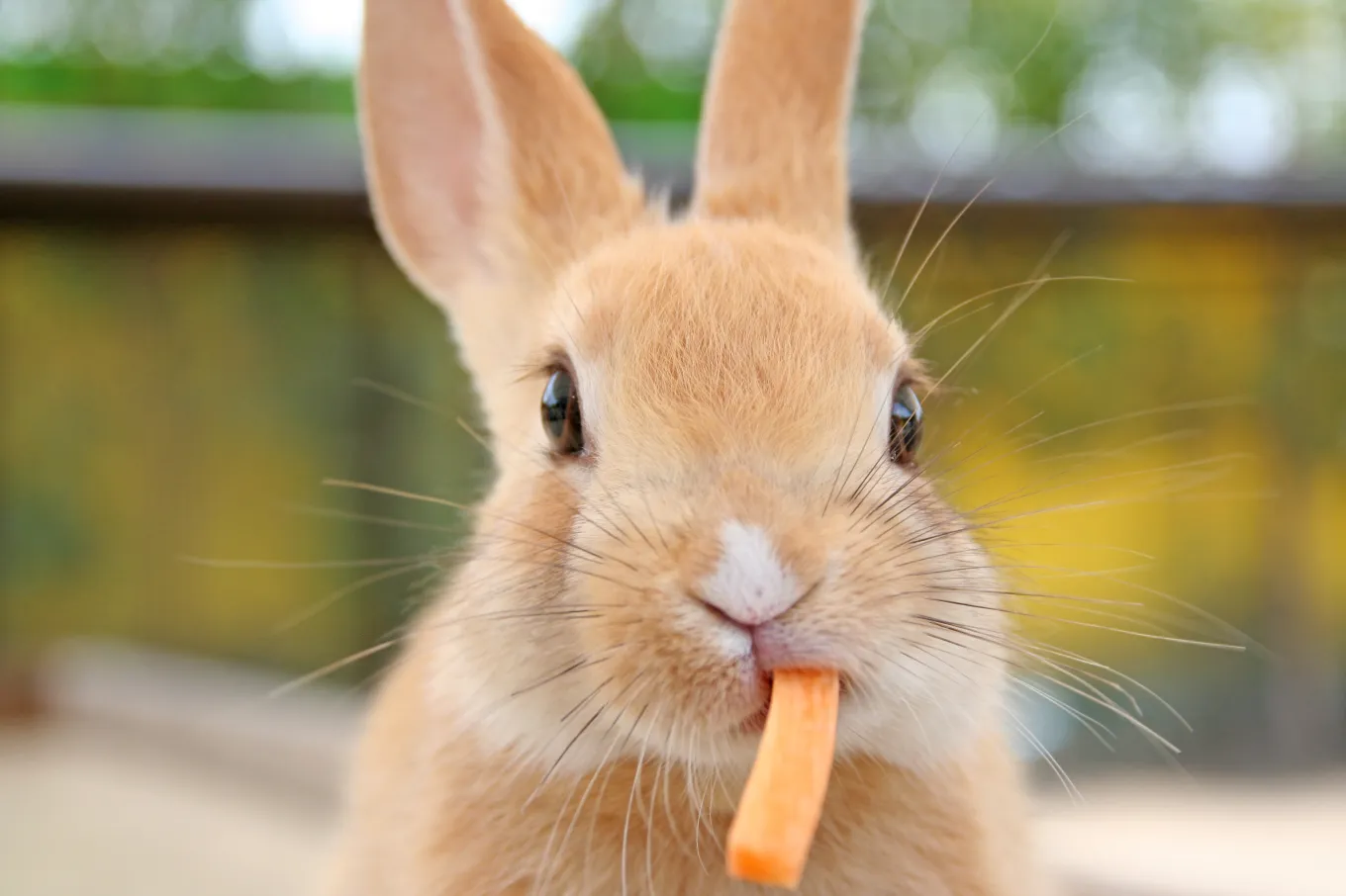 Man Who Adopted a Rabbit He Found in the Street Shares Their Special ...