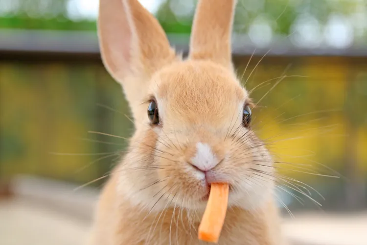 Man Who Adopted a Rabbit He Found in the Street Shares Their Special ...