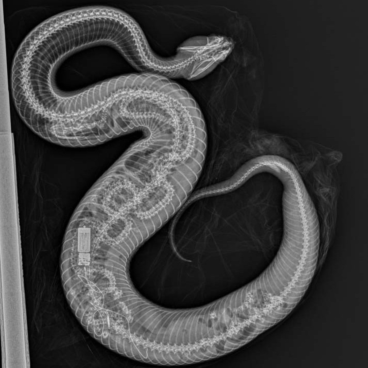 Snake in Florida Eats Python as Chilling X-Ray Reveals Bones - Newsweek