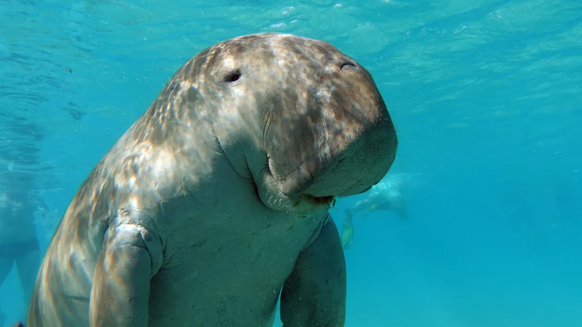 Dugong Has Officially Been Declared Extinct in China - Newsweek