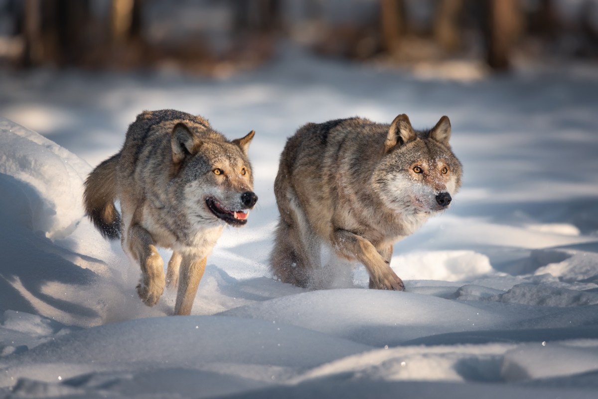 Wolves on Brink of Extinction Make Major Comeback on Michigan’s Isle ...