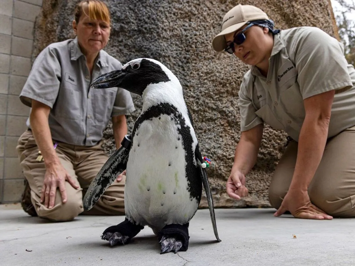 Watch As Disabled Penguin at Zoo Gets Prosthetic Boots To Help Him Walk ...
