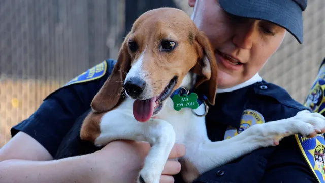Over 100 Beagles Rescued From ‘Heinous’ Conditions at Breeding Facility ...