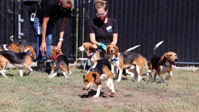 Over 100 Beagles Rescued From ‘Heinous’ Conditions at Breeding Facility ...