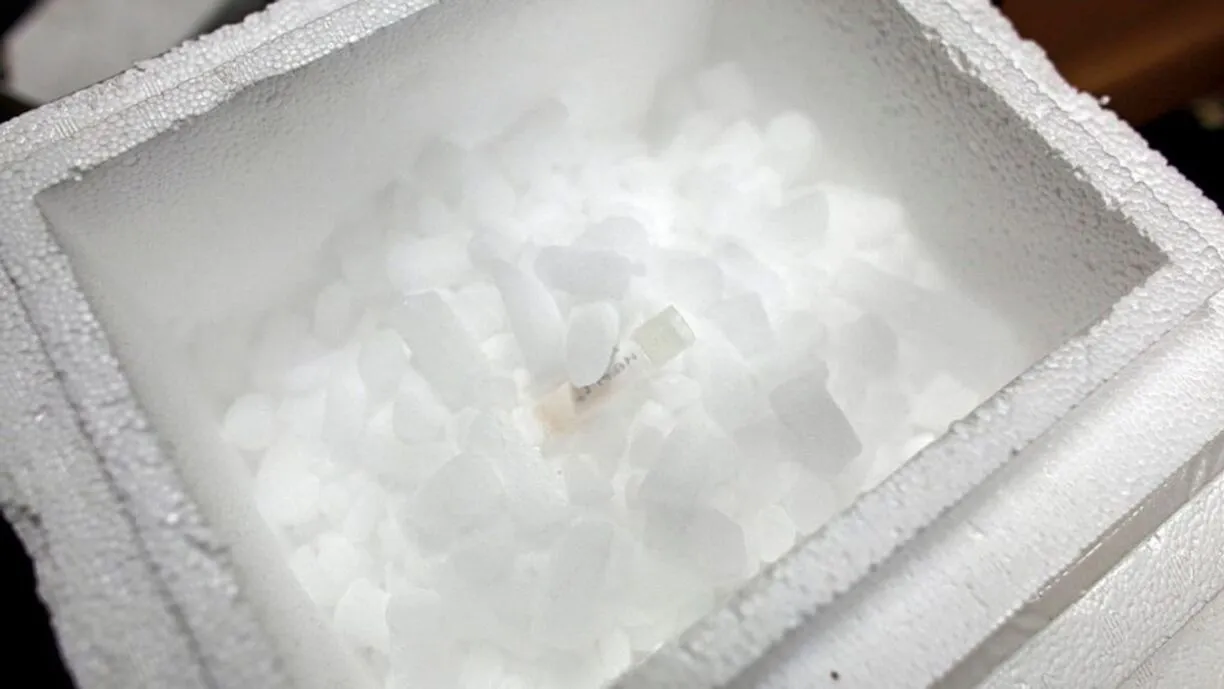 Kids Born From Frozen Embryos More Likely To Develop Cancer: Study ...
