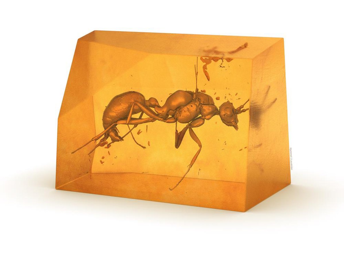 Scientists Discover 20-Million-Year-Old Ant Species in Amber - Newsweek