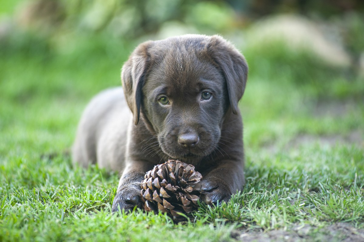 Labrador Now Pays Owner’s Rent After Becoming Internet Star: ‘The Power ...