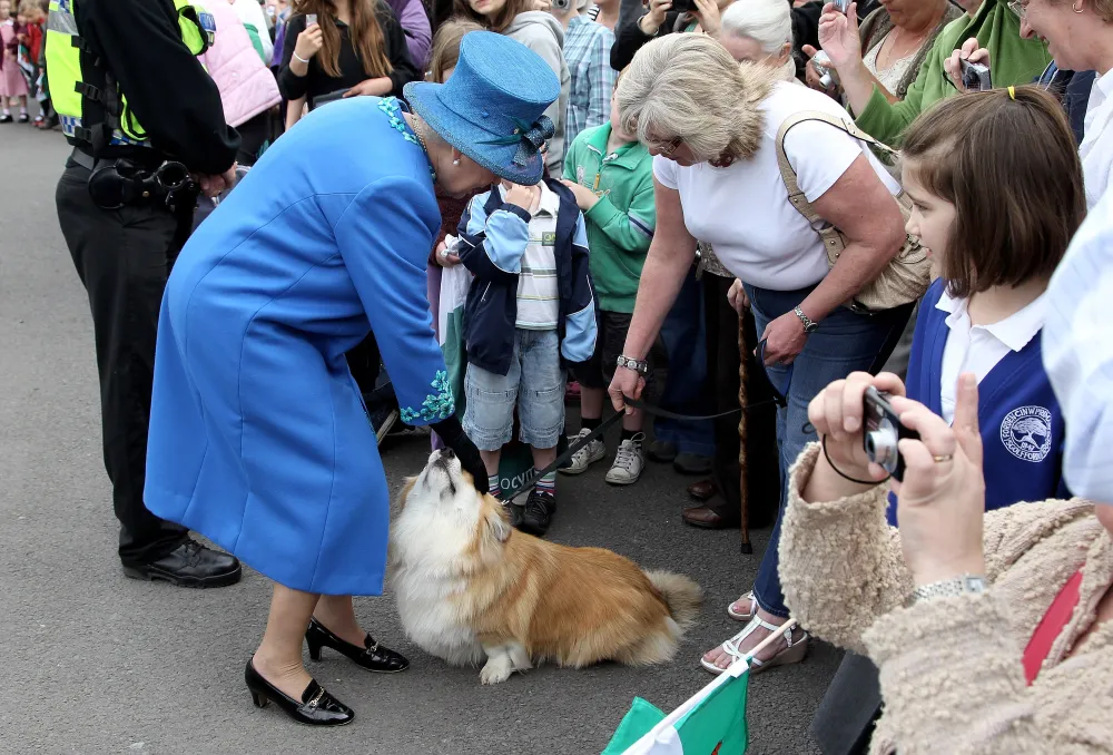 How Many Corgis Did Queen Elizabeth Have? Pedigree Shows Long Legacy ...