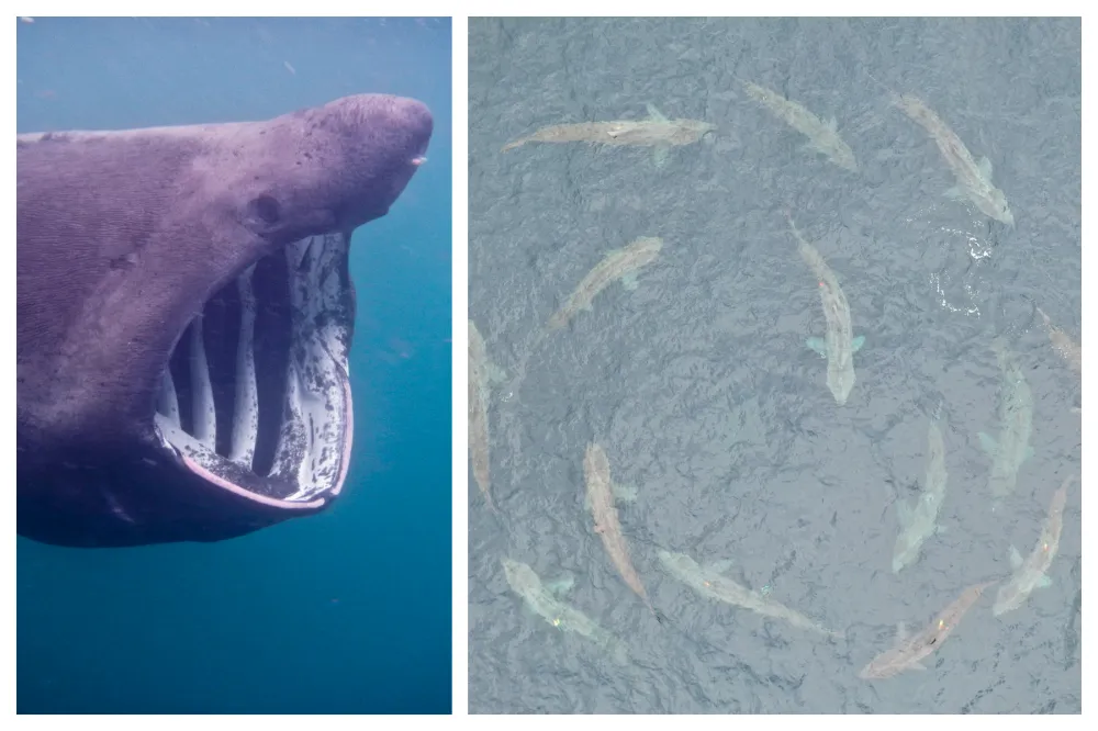 Giant Sharks Swarm to Swim Round in Circles and Scientists Finally Know ...