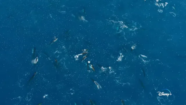 Watch Hundreds of ‘Mythical’ Fin Whales Gather for Ultimate Feeding ...