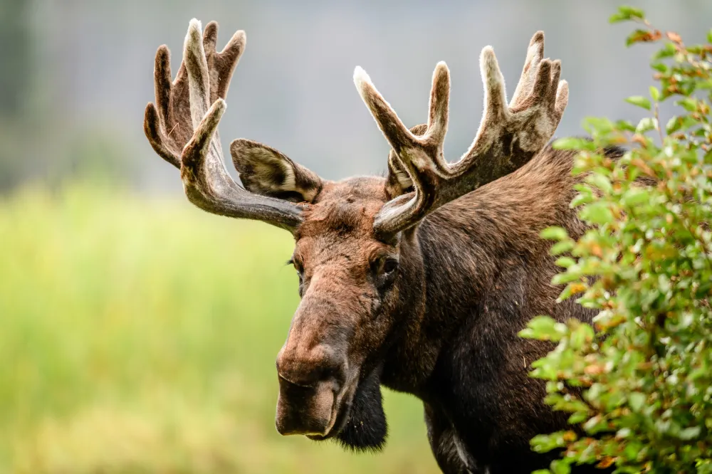 Moose Charge After Biker in ‘Insane’ Video: ‘Average Alaskan Bike Ride ...
