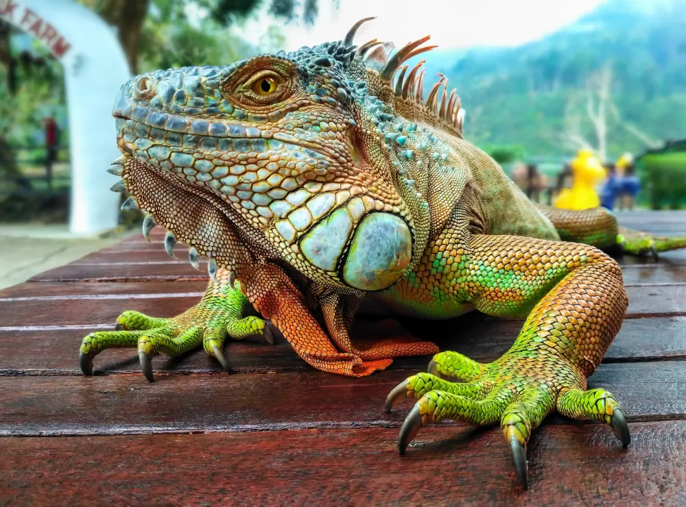 Bounty May Be Put out for Invasive Iguanas in Florida’s Miami Beach ...