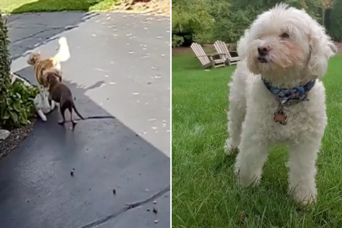 Dog, 15, Makes ‘Miracle’ Recovery After Spinal Stroke Injury Caught on ...