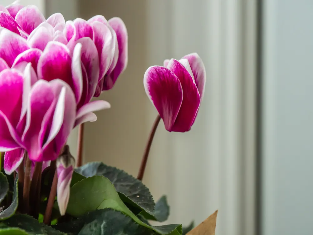What Plants Grow Best In October? - Newsweek