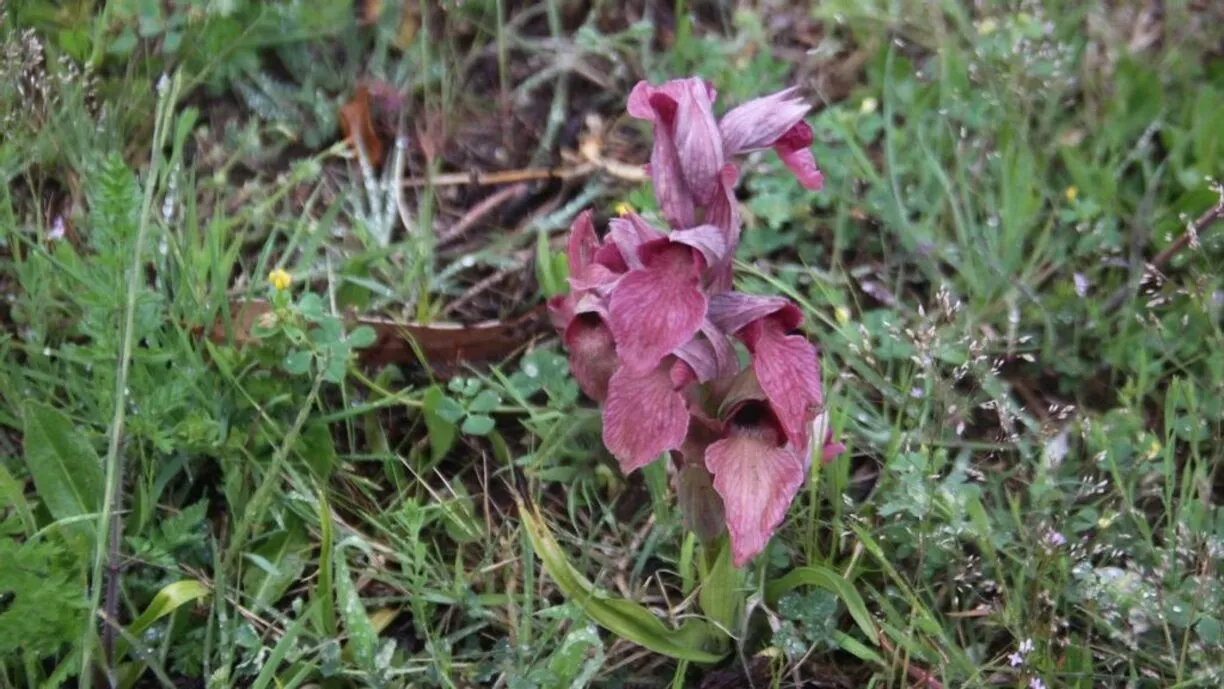French Airbase Grows Hundreds of Plants Species, Including Rare Orchids ...