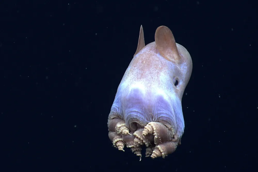 Giant, Horrid Deep-Sea Louse-Like Creature Filmed Feasting on Fish Head ...