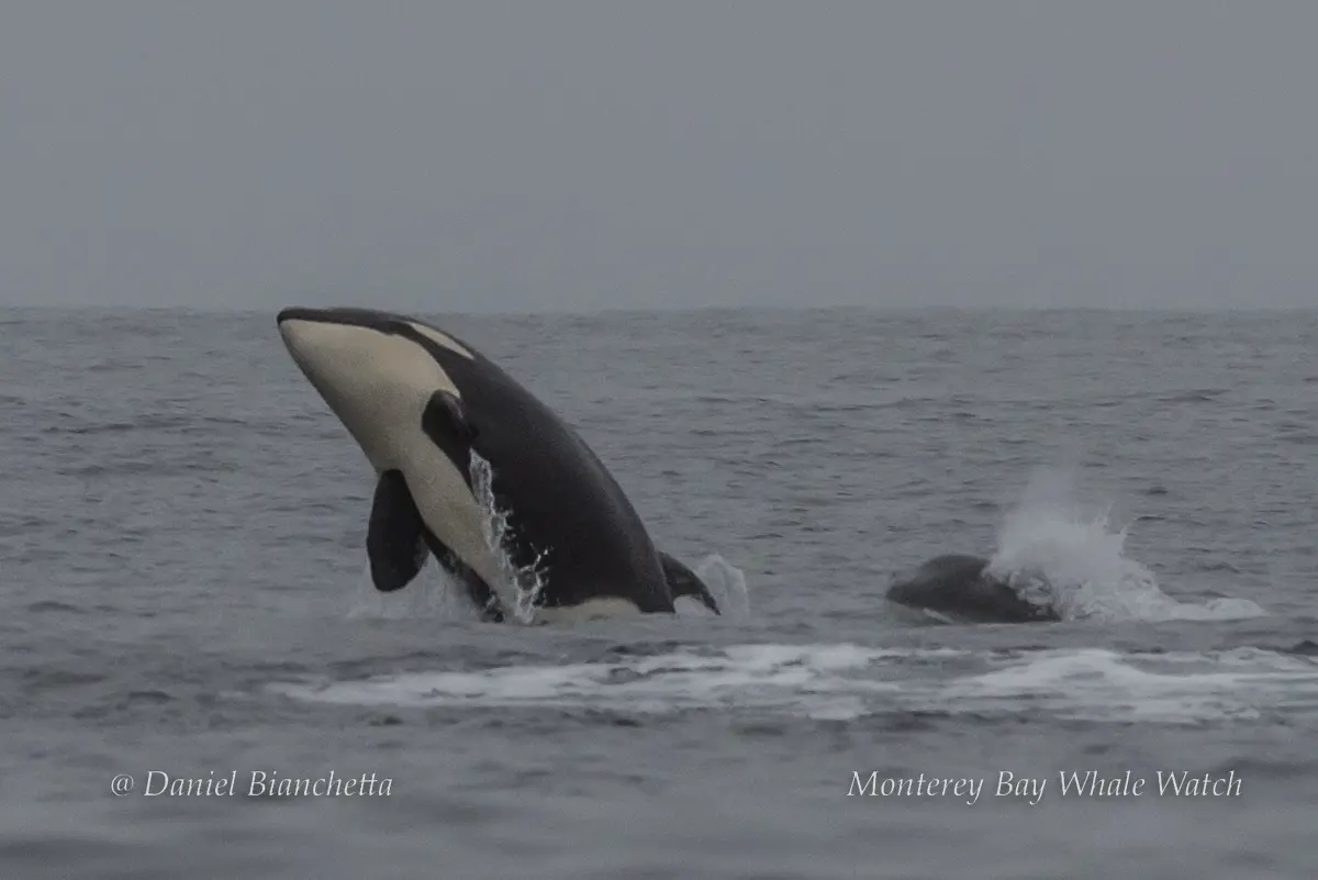 Sick, Lonely Orca Dies After Stranding on Beach - Newsweek