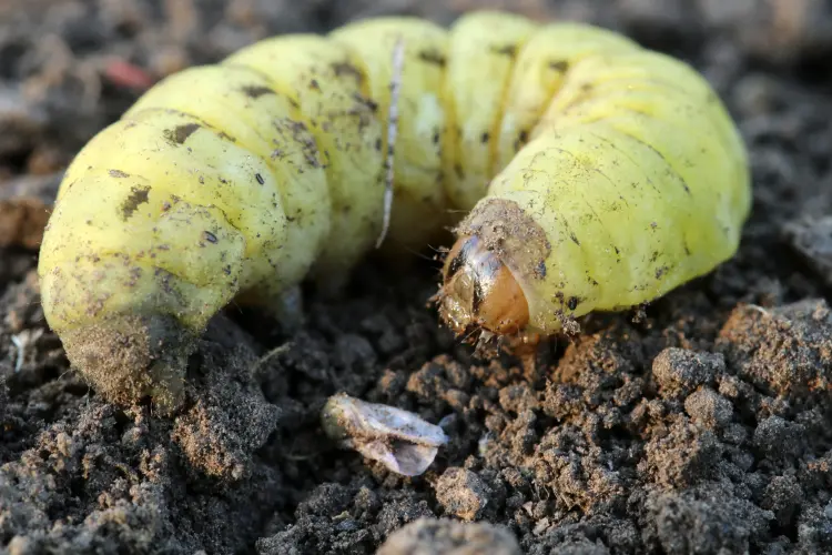 Worm Spit Can Digest the World’s Most-Polluting Plastic - Newsweek