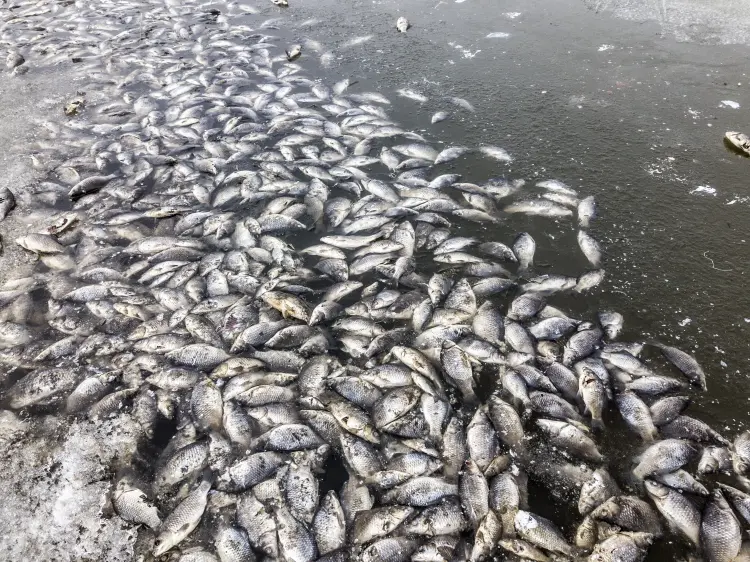 Bizarre Video Shows Stream of Thousands of Suffocating Fi... - Newsweek