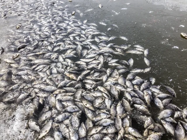 Bizarre Video Shows Stream of Thousands of Suffocating Fish Crawling ...