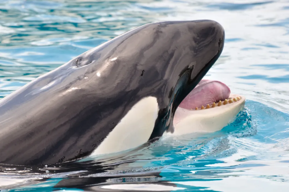 Sick, Lonely Orca Dies After Stranding on Beach - Newsweek