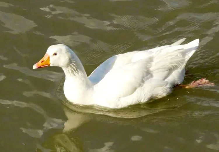 Beloved Local Goose Gets Own Statue After Disappearance - Newsweek