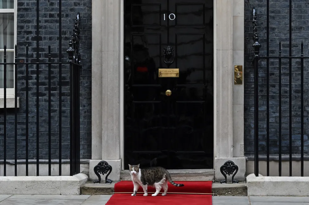 Video Showing Downing Street Cat ‘Larry’ Chasing Fox Away Goes Viral ...