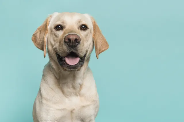 Viral Video Shows One-Eyed Dog Enjoying Free Sushi: ‘So Wholesome ...