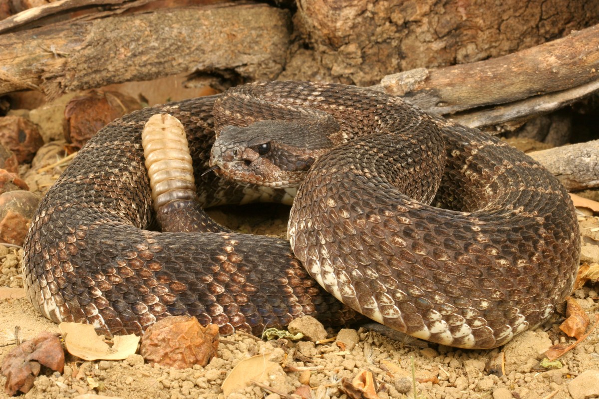 Angry Rattlesnake Leaves California Snake Catcher’s Tongs Drenched in ...