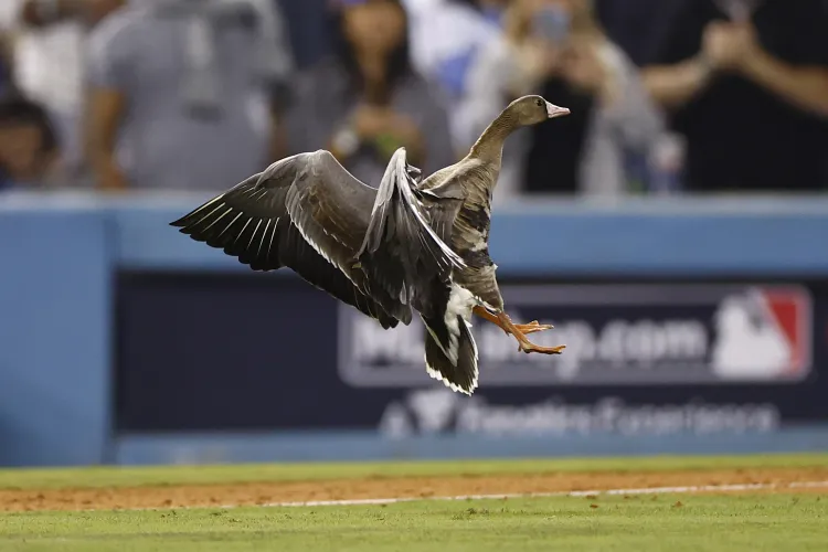 Dodgers Fans Fear Loose Goose Unlocked a New Curse - Newsweek