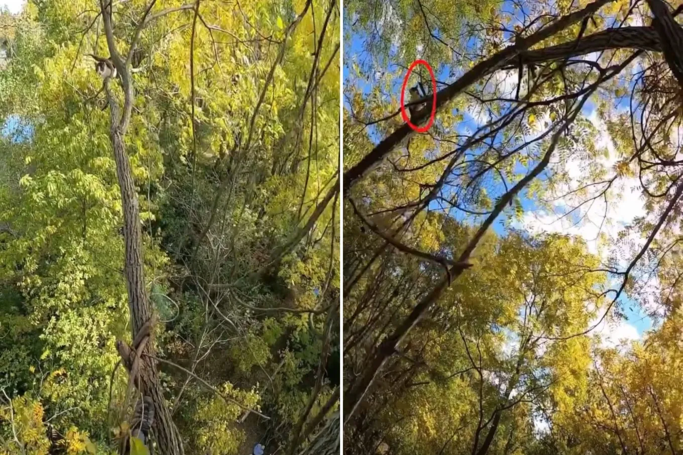 Man Shares Rescue of a 25lb ‘Hunk’ of a Cat Stuck Four Storys up a Tree ...