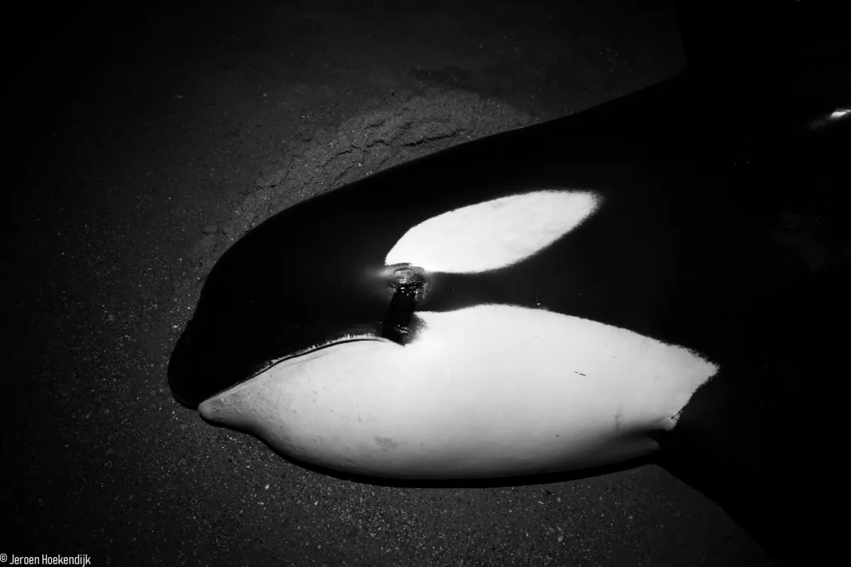 Sick, Lonely Orca Dies After Stranding on Beach - Newsweek