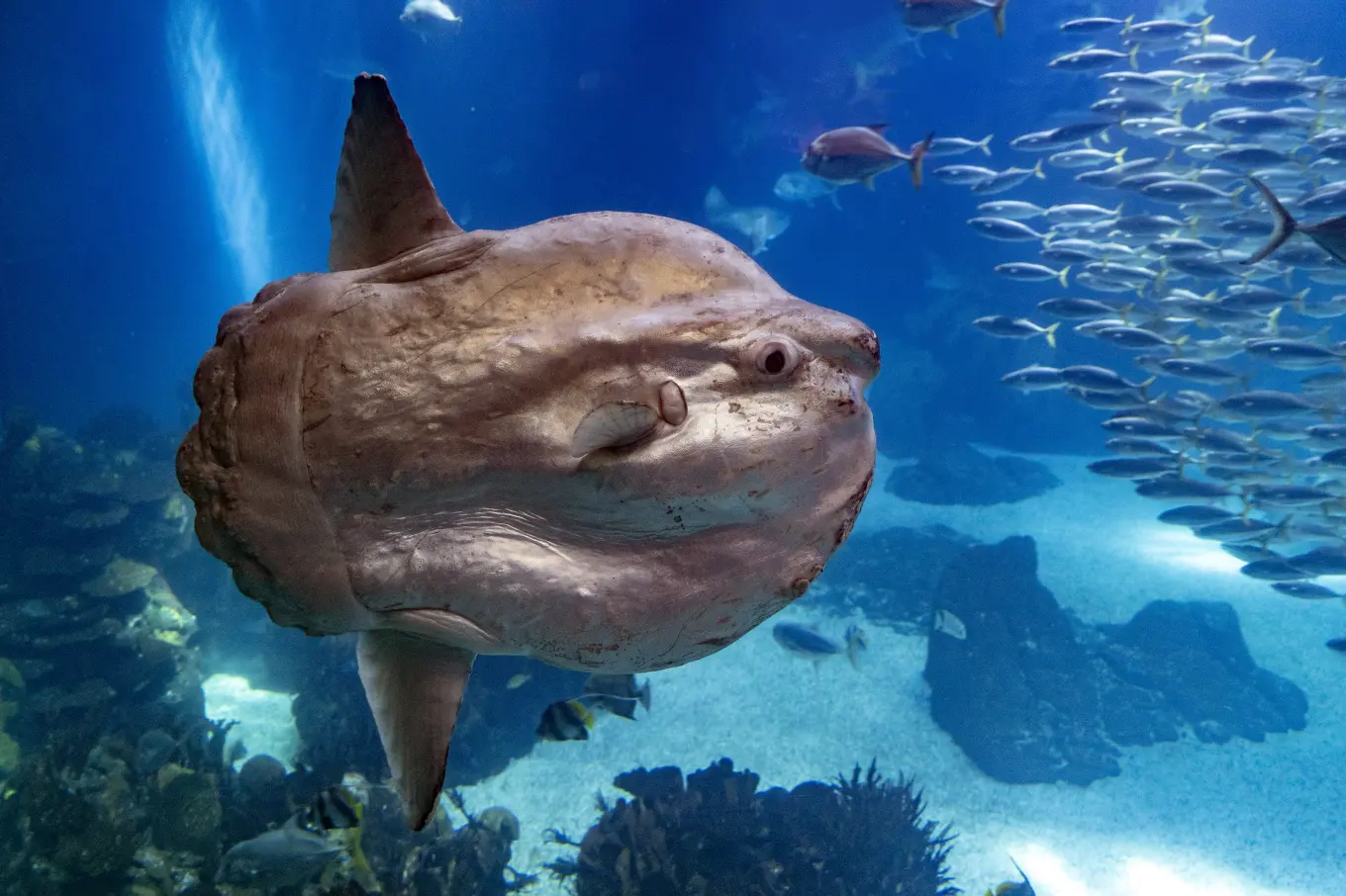Sunfish Weighing 6,000lbs Is the World’s Heaviest Ever Bony Fish - Newsweek