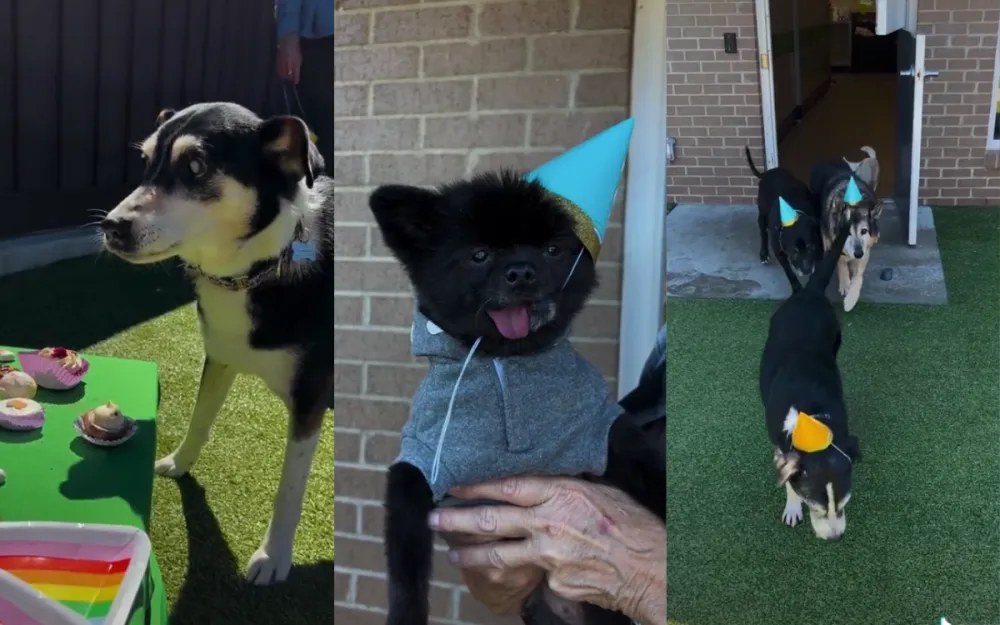 Elderly Rescue Dogs Treated to ‘Pup Party’ With Cake and Games of ...