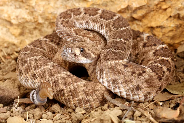 Arizona Rattlesnake Survived Two Years Without Food and Water Under ...