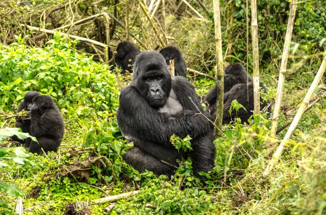 Could 100 Men Really Take on One Gorilla and Win? We Asked ChatGPT ...