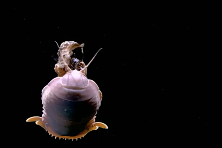 Giant, Horrid Deep-Sea Louse-Like Creature Filmed Feasting on Fish Head ...