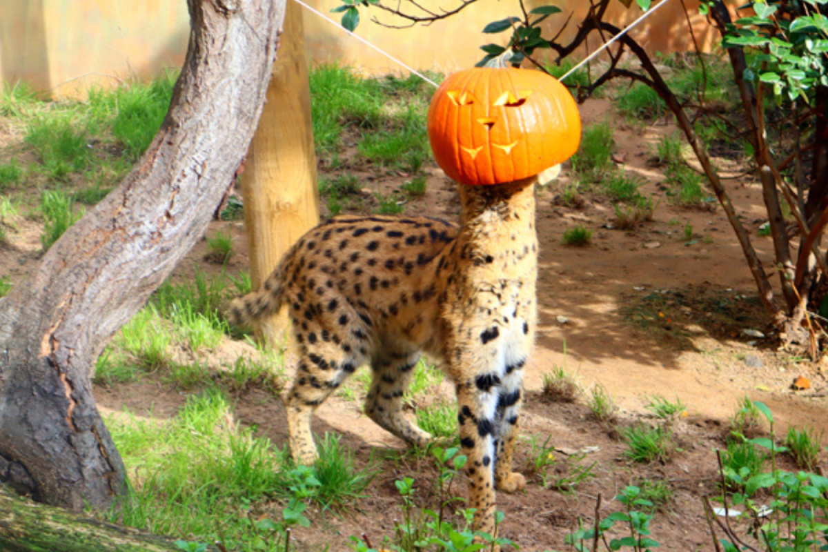 Zoo Animals Take Part in Pumpkin Head Challenge With Hilarious Results ...