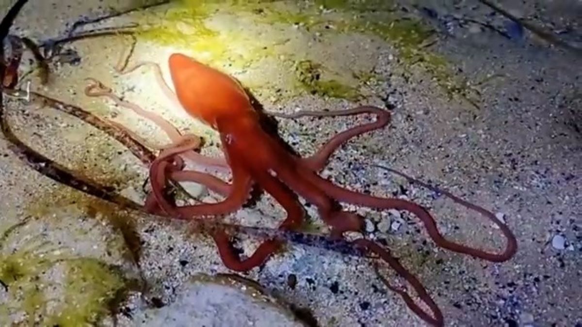 Octopus Venom Found to Slow the Growth of Cancer - Newsweek