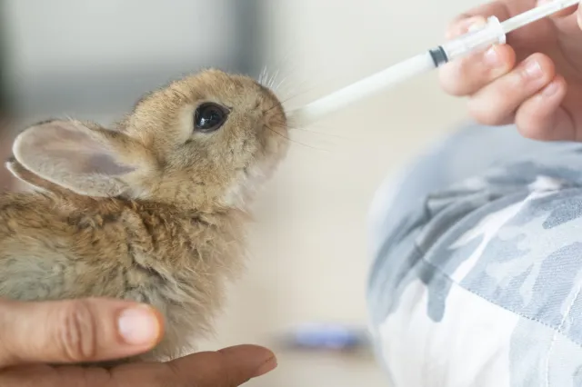 Rabbit Hemorrhagic Disease: Deadly Virus Found in U.S. Highly ...