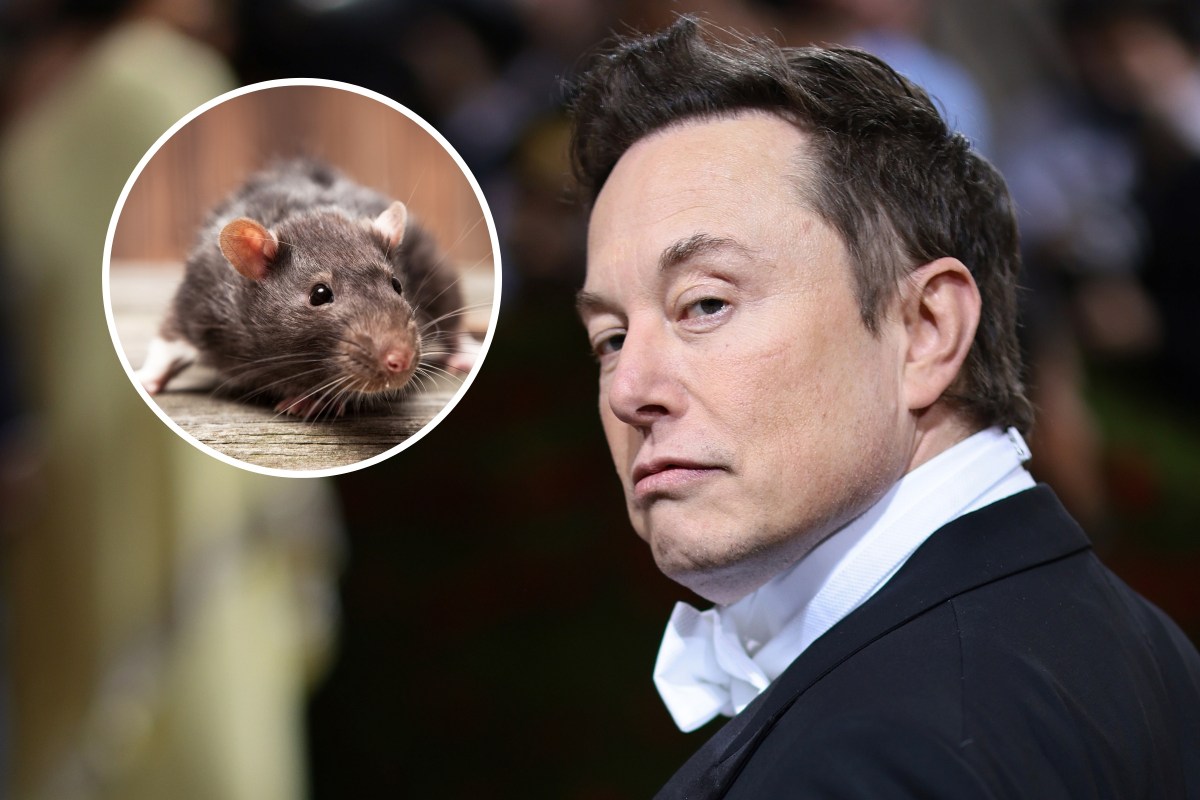 How to Get #RatVerified: Twitter Fights Back Against Musk’s Blue Check ...