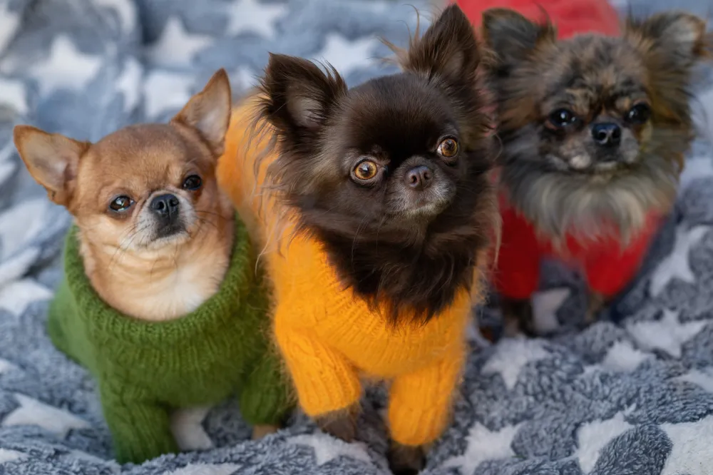 Chihuahuas Organizing a ‘Meeting’ Behind Owner’s Back Delights Viewers ...