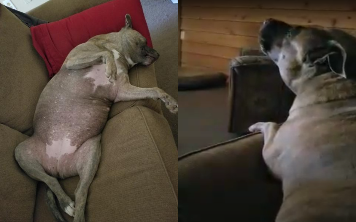 Zoe the Singing Rescue Dog Wins Pet of the Week - Newsweek