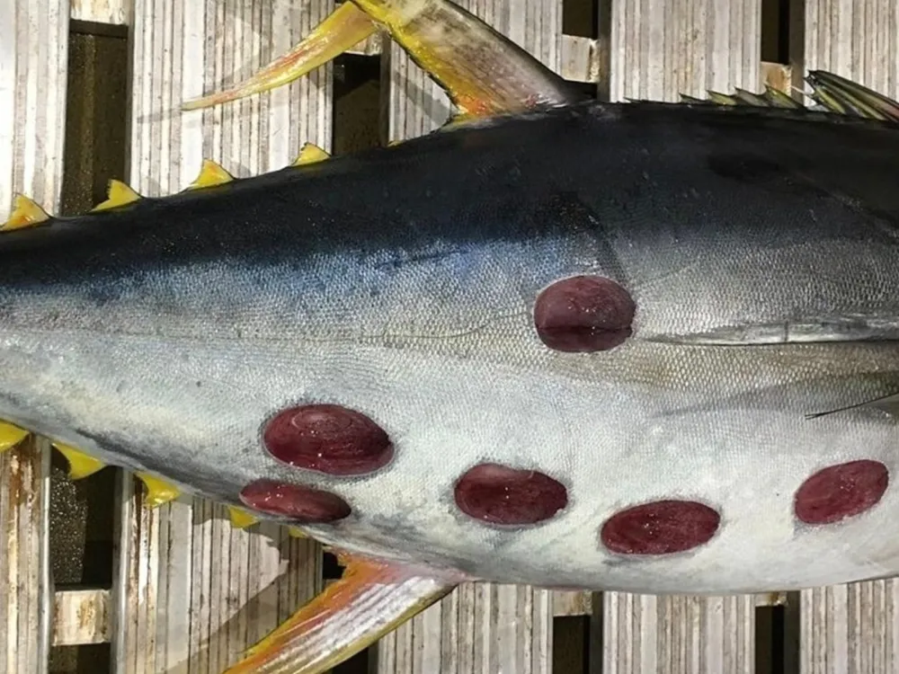 Tuna News & Latest Pictures From Newsweek.com