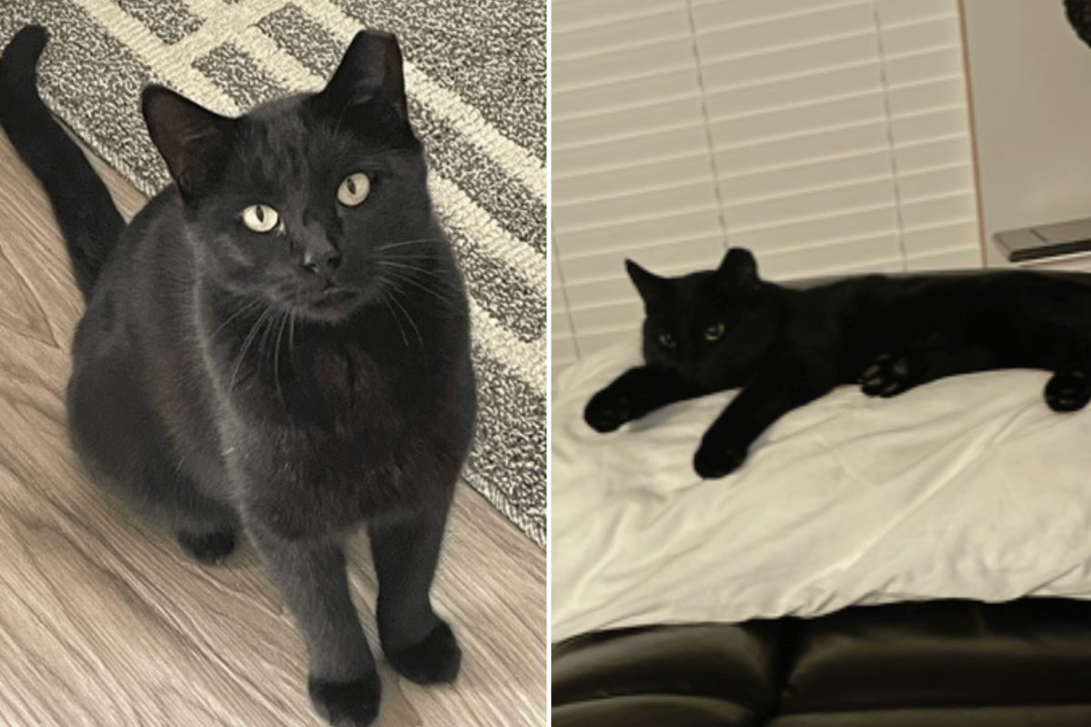 Wounded Cat Rescued From the Streets of California Wins Pet of the Week ...