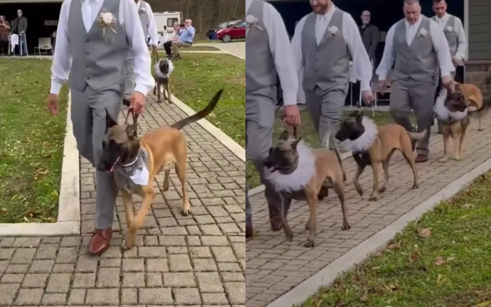 Bride and Groom’s Nine Dogs Attend Wedding With One Serving As Best Man ...