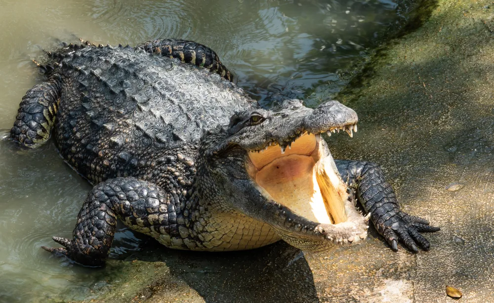 The Mystery of the Ancient Maya City That Looks Like a Crocodile - Newsweek