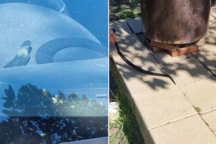 Woman Shares Terrifying Encounter With Venomous Snake in Car - Newsweek