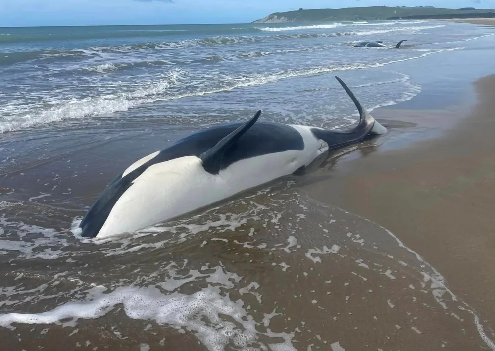 Young Orca ‘Lost and Grieving’ Looking for Pod After Mom Died in ...
