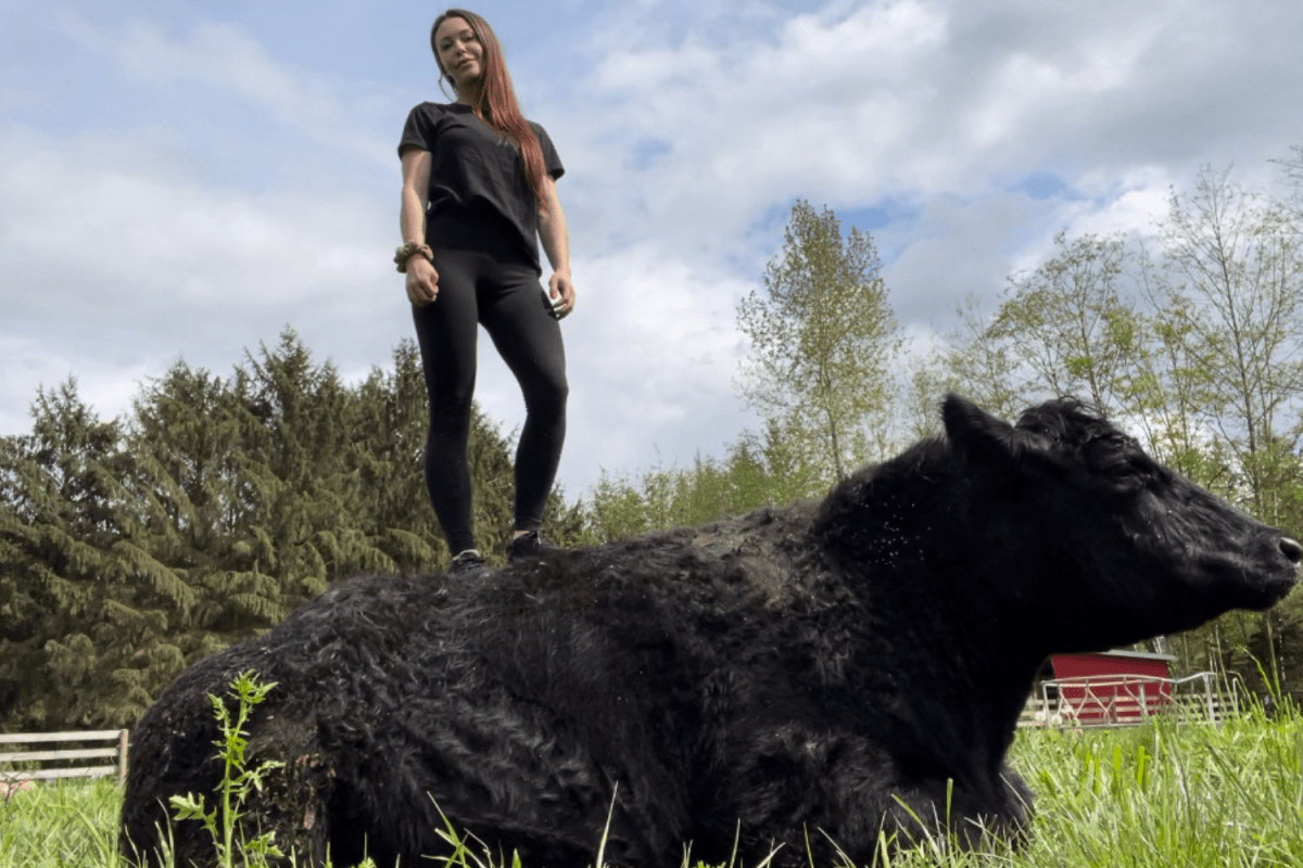 Woman’s 2,500lb Pet Cow Shocks Internet: ‘Not Being Raise... - Newsweek